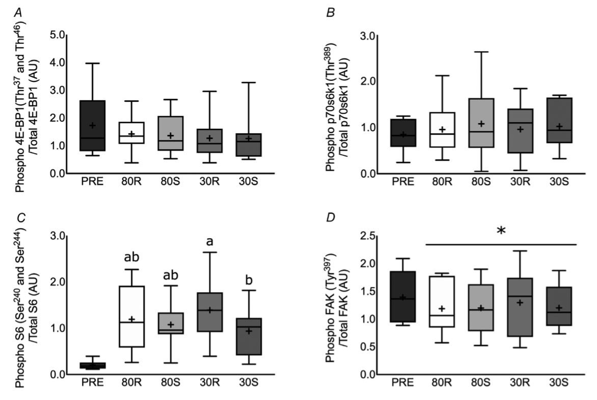 Periodization / Variation in Repetition Ranges for Muscle Size: Your ...